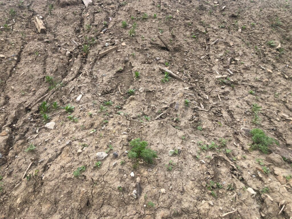 Fill Dirt - Unscreened Soil | Re:Source